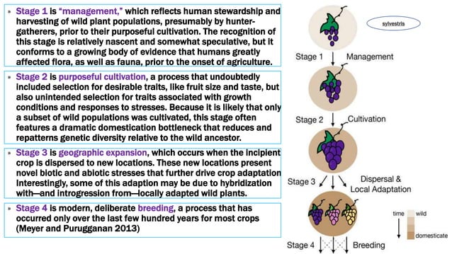 Advances in breeding of grapes | PPTX