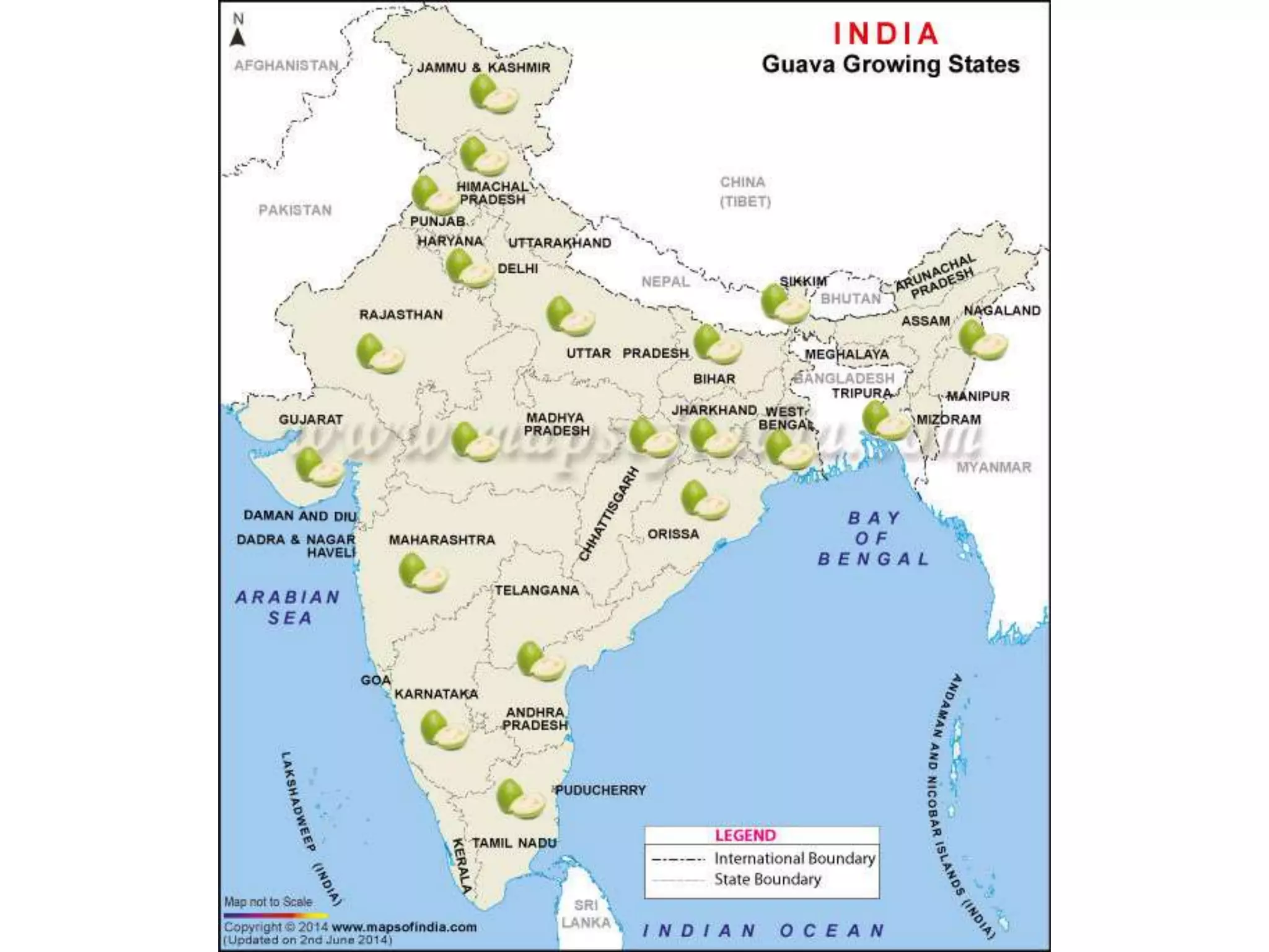 Advances in breeding of guava | PPTX