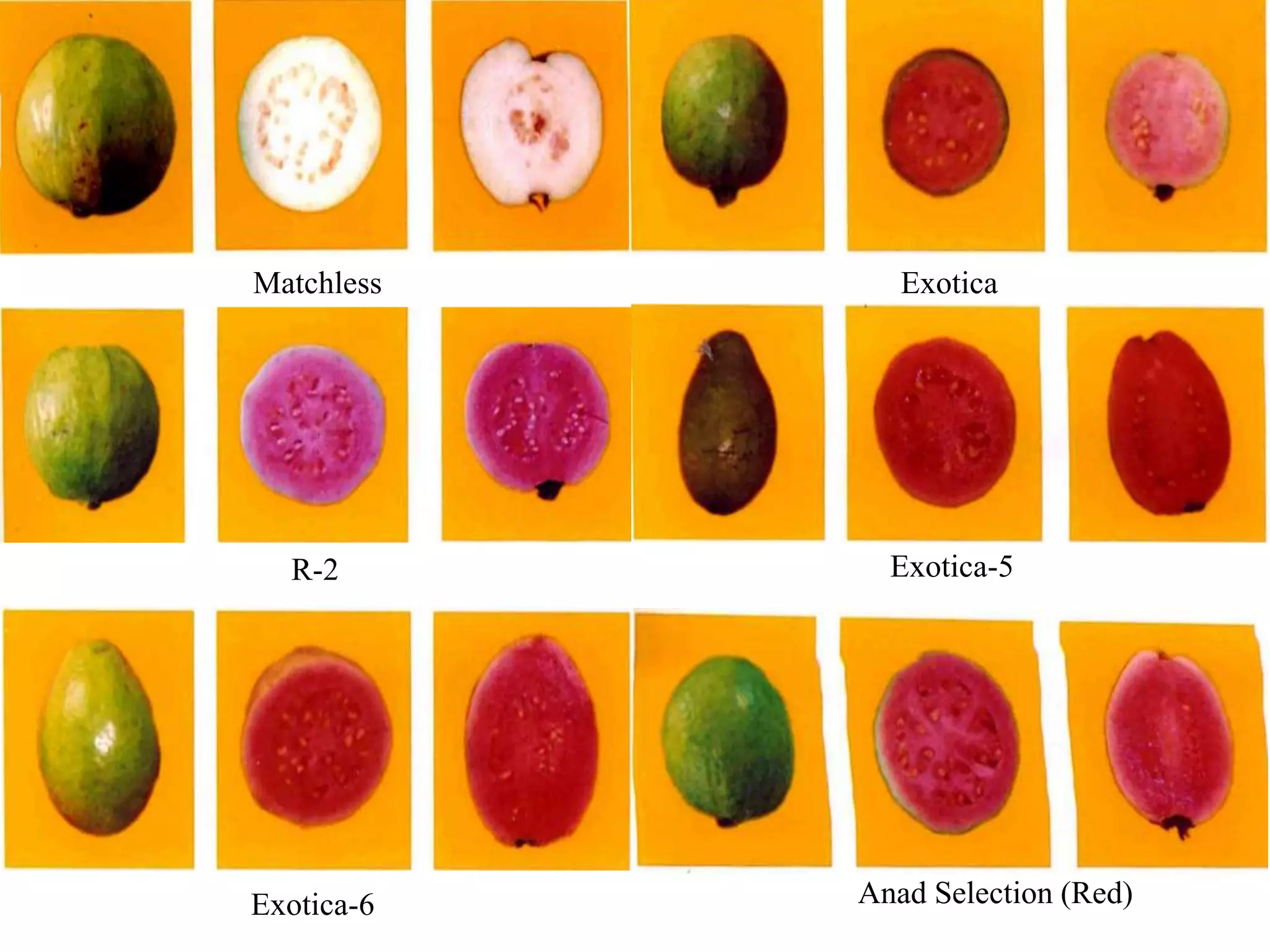 Advances in breeding of guava | PPTX