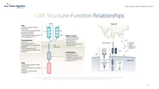 Advances in CAR-T Cell Therapy - Creative Biolabs | PPTX