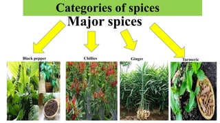 Advances in crop production and improvement of spice crops | PPTX