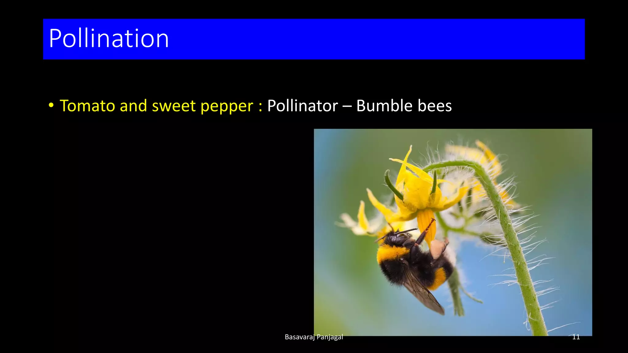 Advances in flower regulation and fruiting management of vegetables in ...