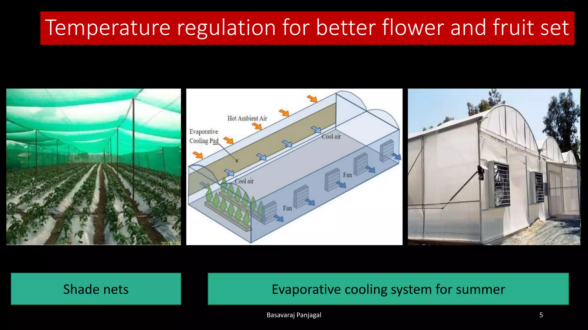 Advances in flower regulation and fruiting management of vegetables in ...
