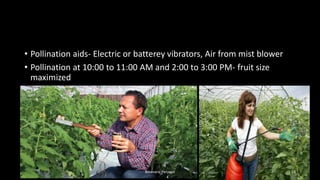 Advances in flower regulation and fruiting management of vegetables in ...