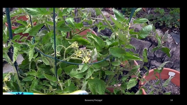 Advances in flower regulation and fruiting management of vegetables in ...