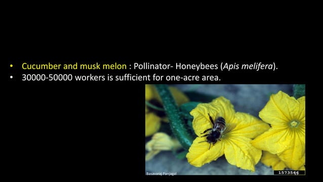 Advances in flower regulation and fruiting management of vegetables in ...