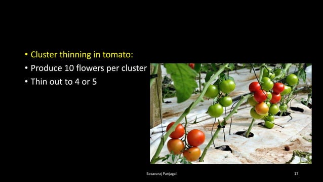 Advances in flower regulation and fruiting management of vegetables in ...
