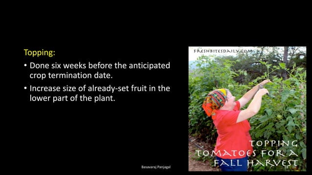 Advances in flower regulation and fruiting management of vegetables in ...