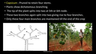 Advances in flower regulation and fruiting management of vegetables in ...