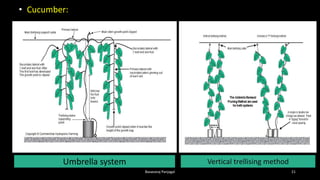 Advances in flower regulation and fruiting management of vegetables in ...