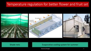 Advances in flower regulation and fruiting management of vegetables in ...