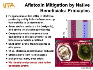 Advances in integrated management of aflatoxins in africa | PDF