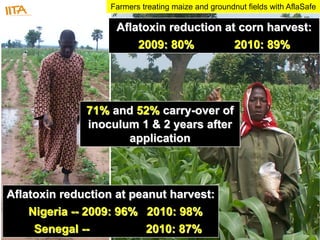 Advances in integrated management of aflatoxins in africa | PDF