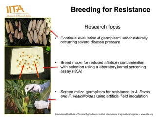 Advances in integrated management of aflatoxins in africa | PDF