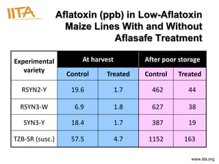 Advances in integrated management of aflatoxins in africa | PDF