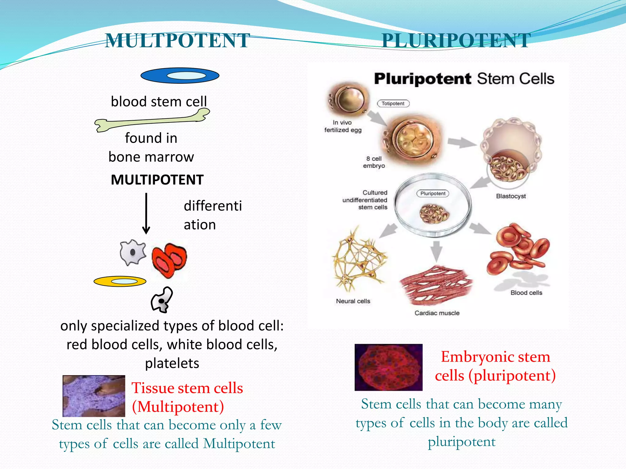Stem cell | PPTX
