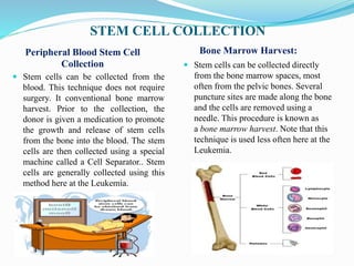Stem cell | PPTX