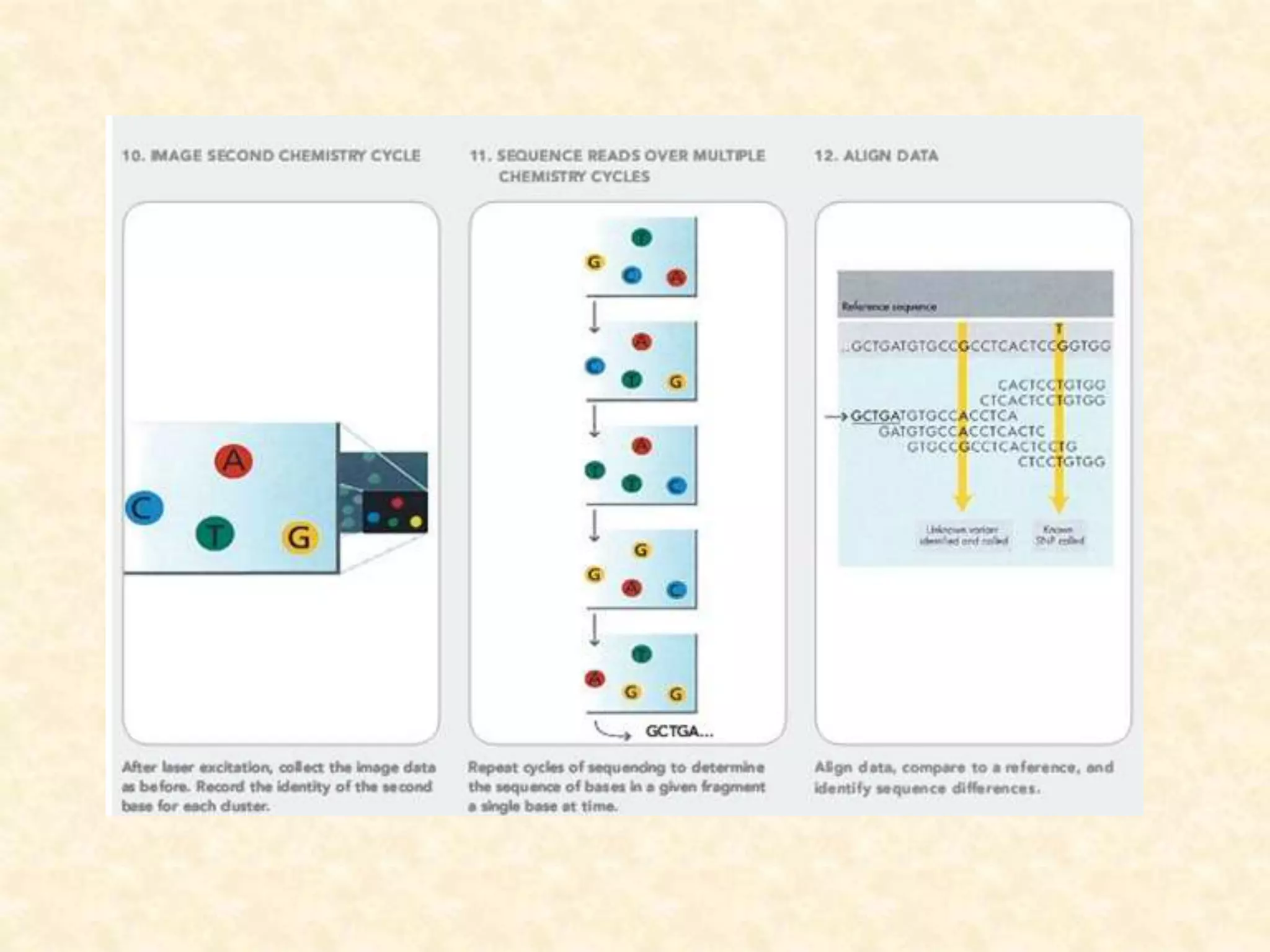 Genomics: Organization of Genome, Strategies of Genome Sequencing ...