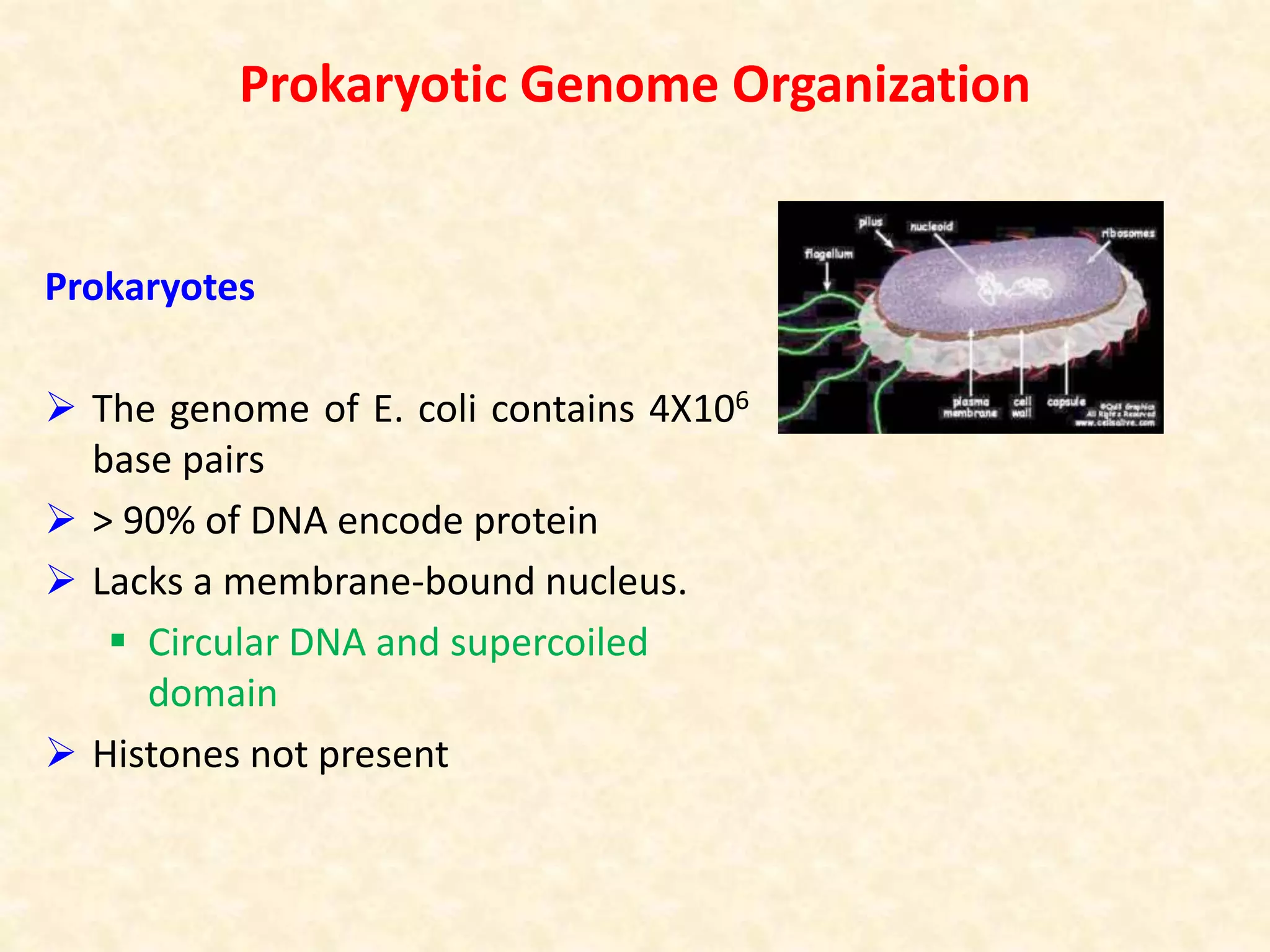 Genomics: Organization of Genome, Strategies of Genome Sequencing ...