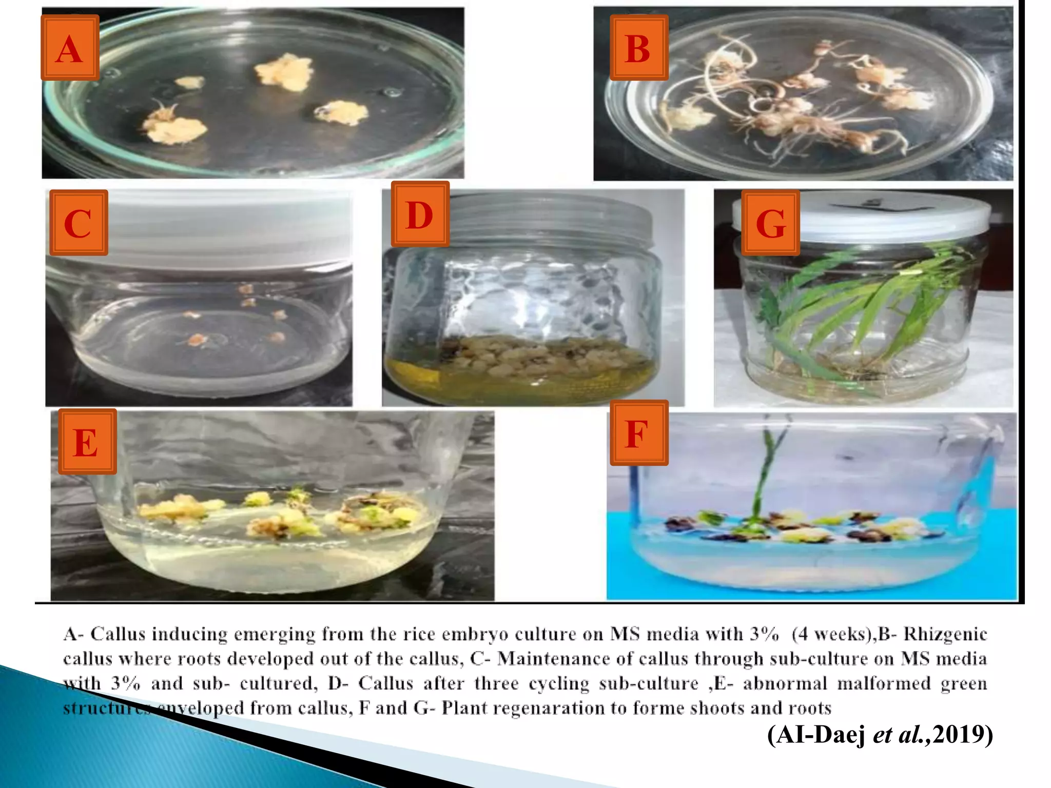 Advances in plant breeding | PPTX