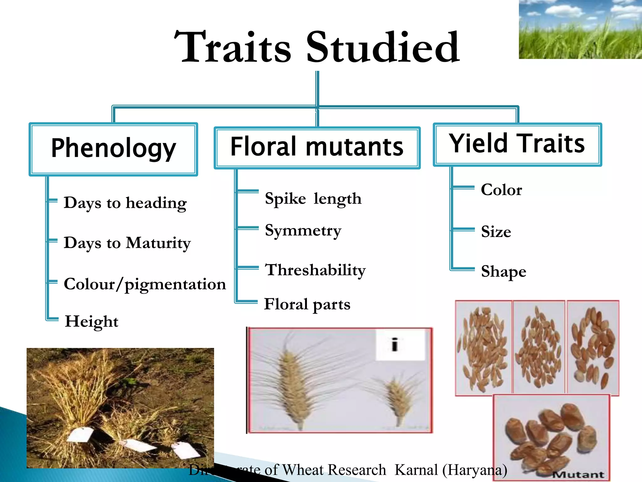 Advances in plant breeding | PPTX