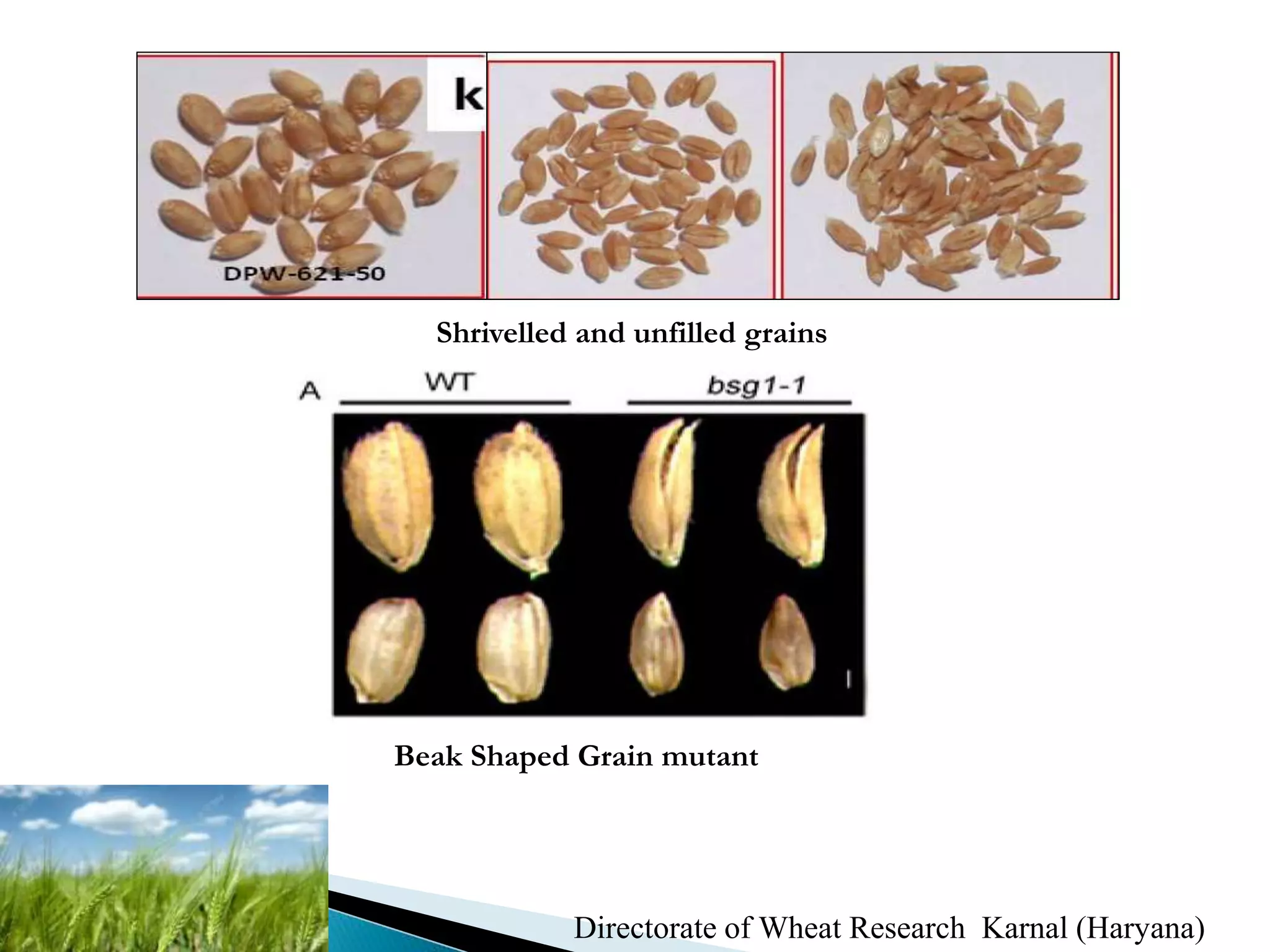 Advances in plant breeding | PPTX