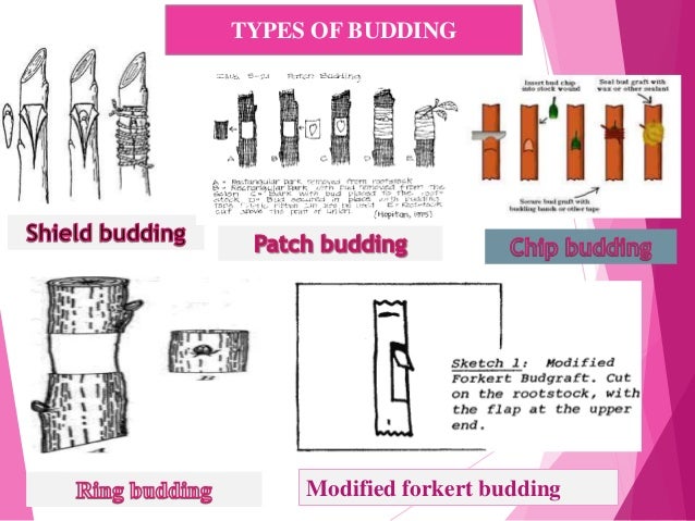 Advances in propagation techniques of subtropical and temperate crop
