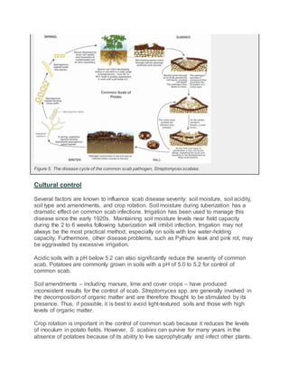 Advances in scab disease of potato | DOCX