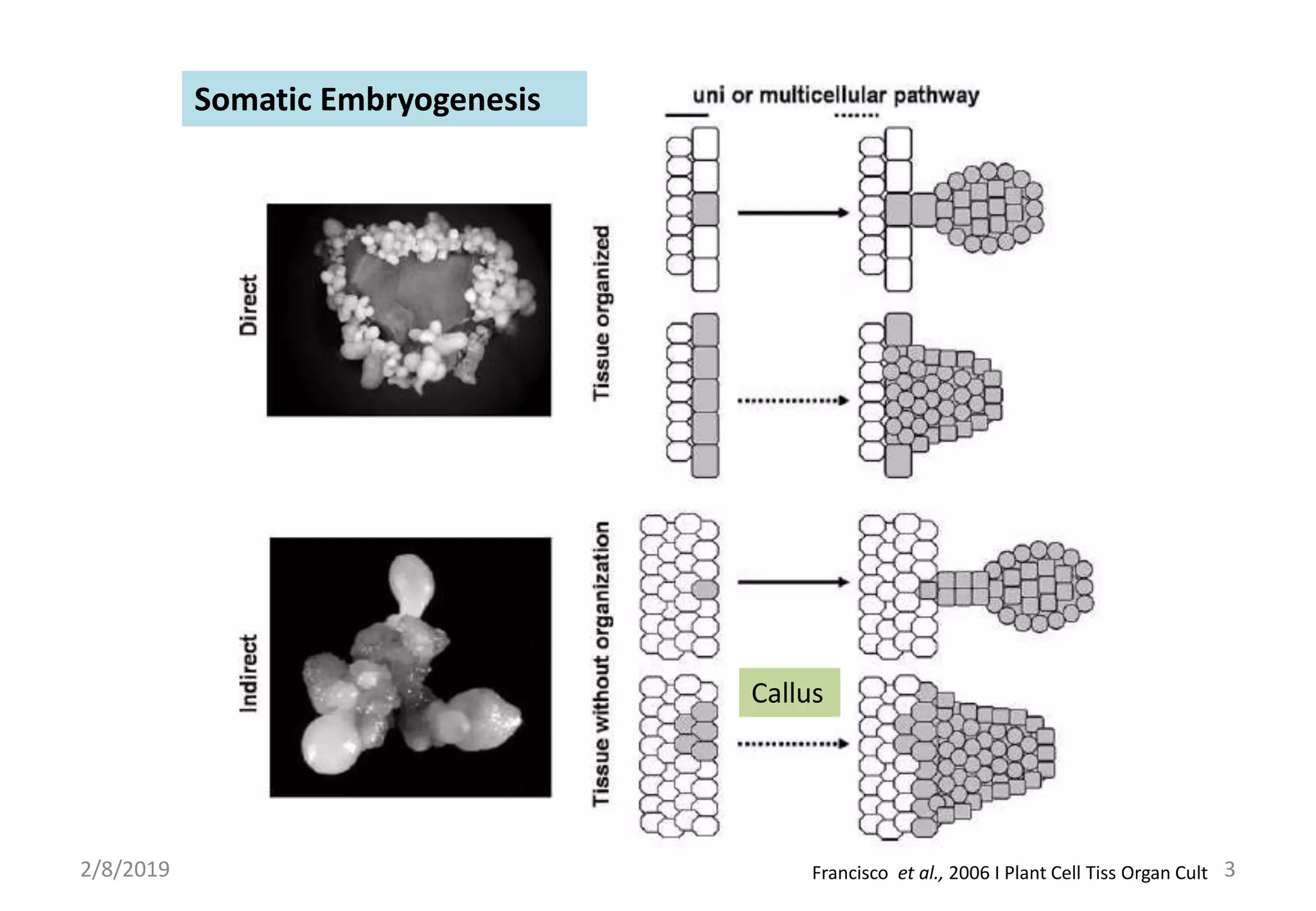 Recent Advances of Somatic Embryo Production | PPTX