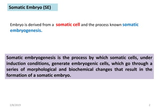 Recent Advances of Somatic Embryo Production | PPTX | Gardening | Home ...