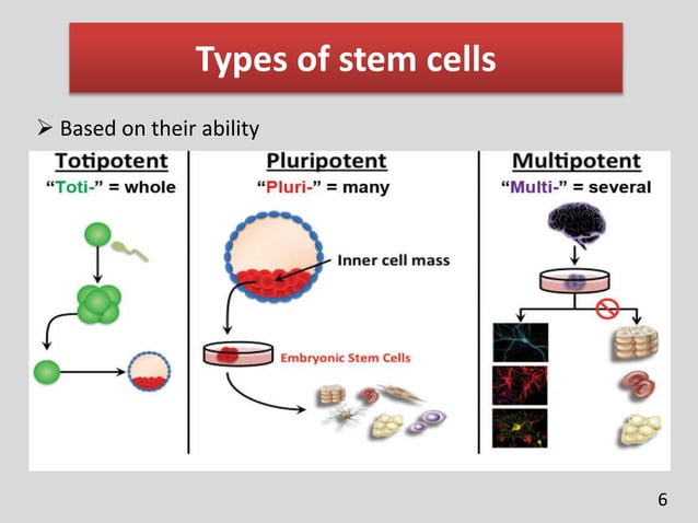 Advances in stem cell technology | PPT