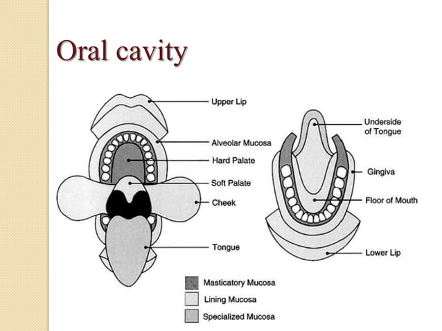 Advances in transmucosal drug delivery | PPTX