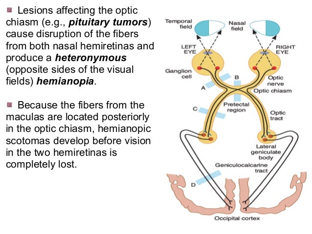 Advance special senses physiology