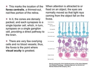 Advance Special Senses Physiology | PDF