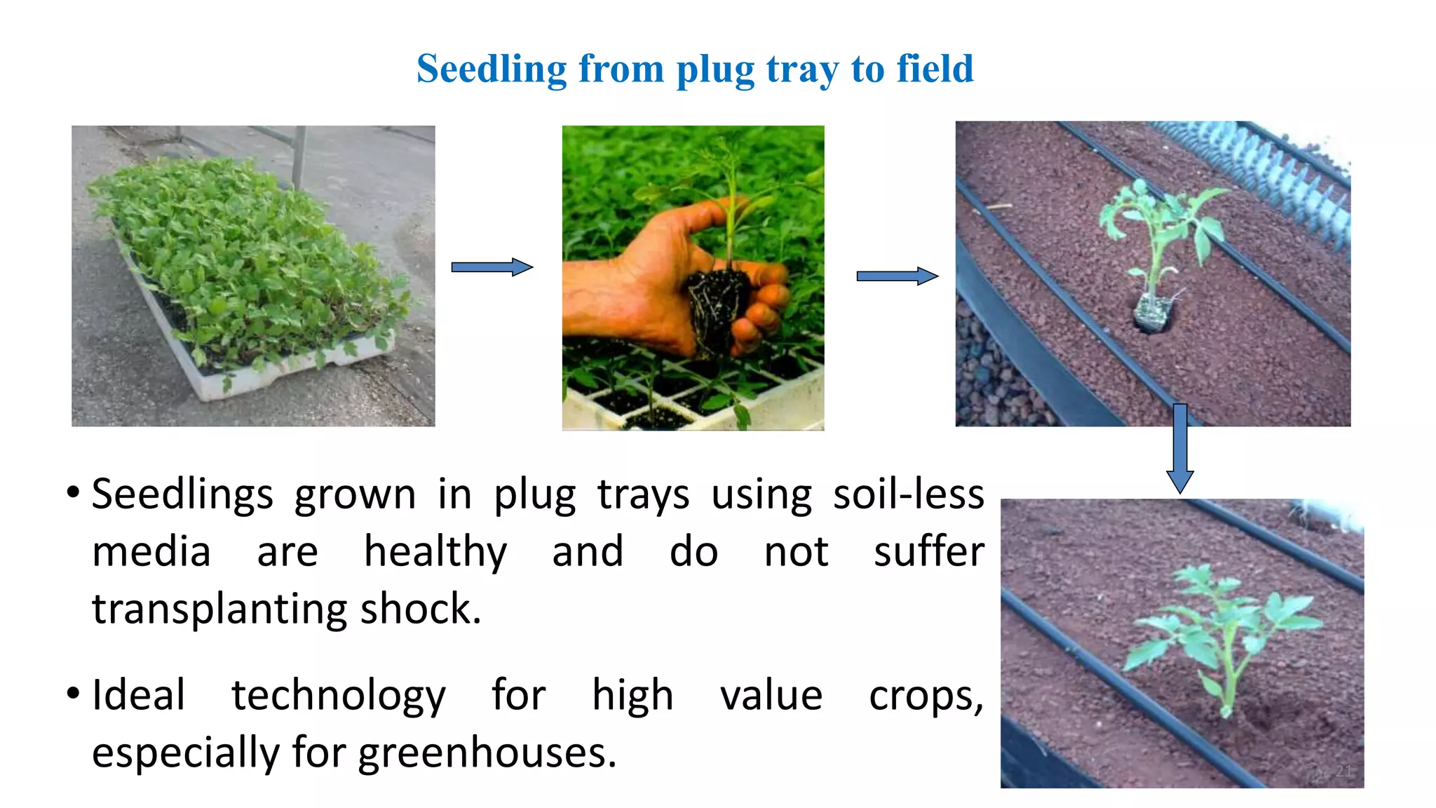 Advance techniques of vegetable seedling production and nursery | PPTX