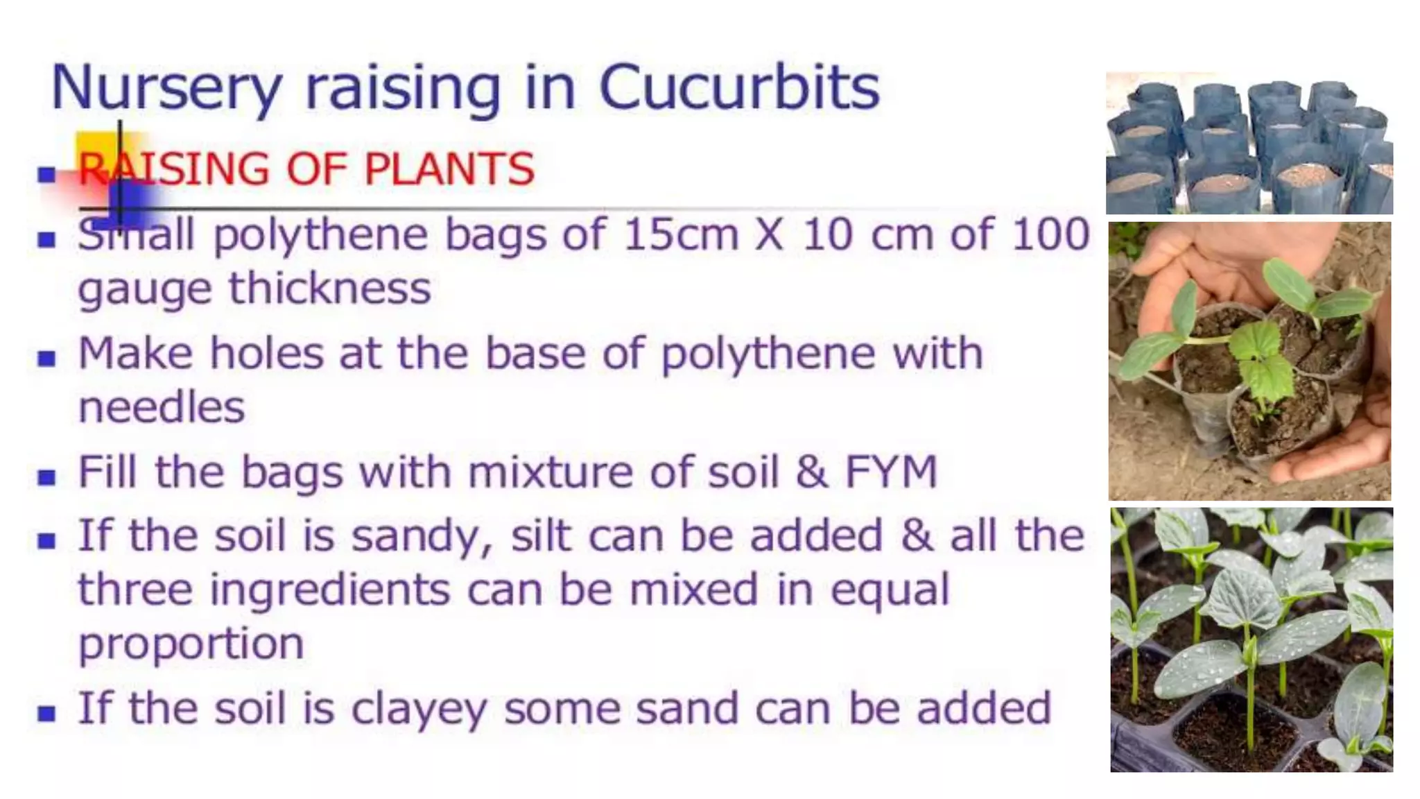 Advance techniques of vegetable seedling production and nursery | PPTX