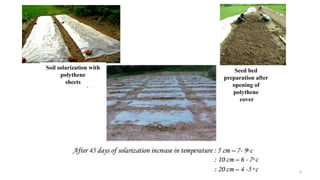 Advance techniques of vegetable seedling production and nursery | PPTX