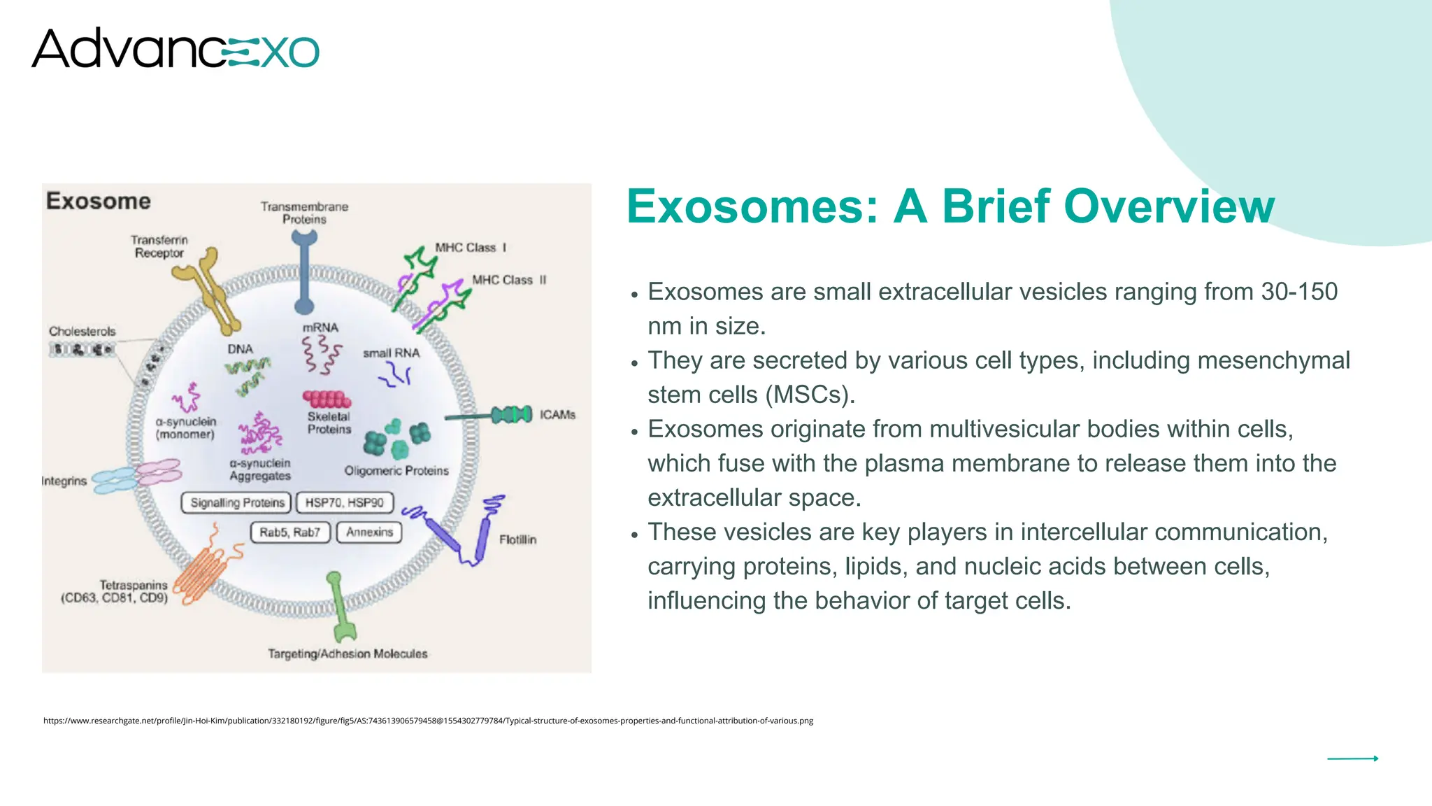 Mesenchymal Stem Cell Derived Exosomes: Applications in Dermatology and ...