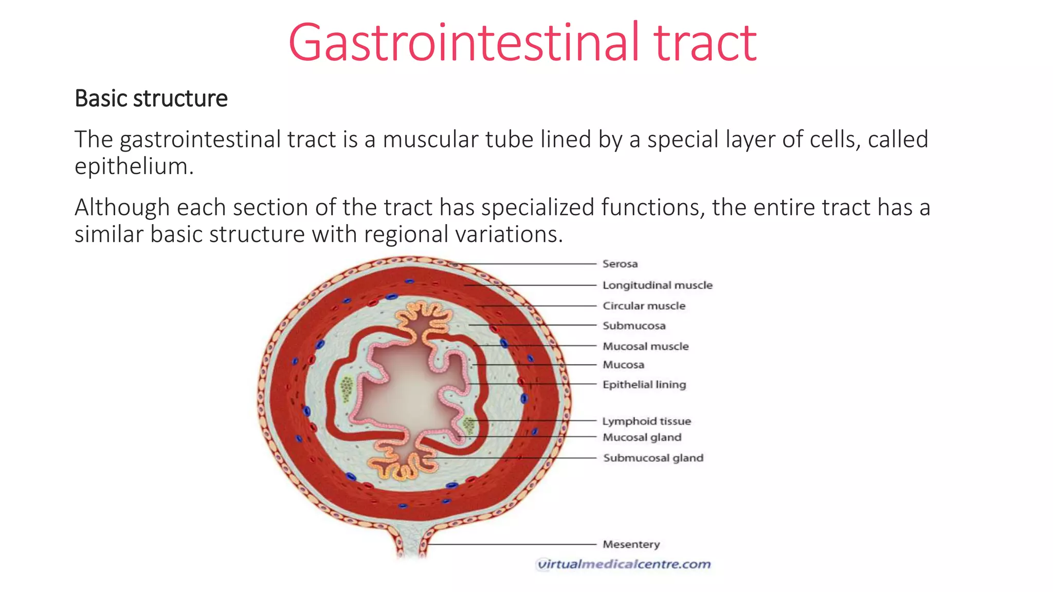 Drug Absorption from the Gastrointestinal Tract | PPTX
