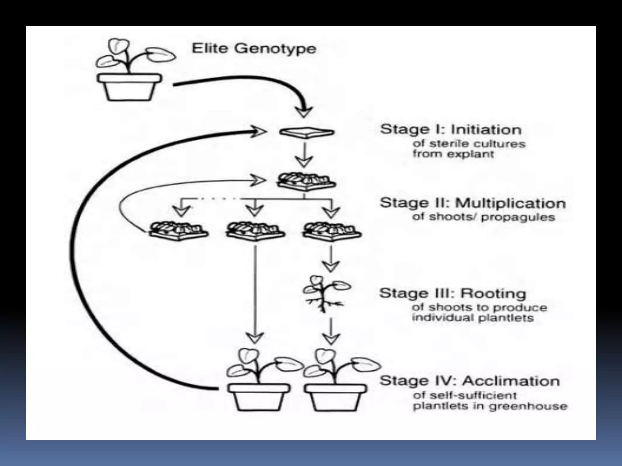 Adventitious Shoot Proliferation.pptx