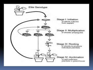 Adventitious Shoot Proliferation in Plant culture.pptx