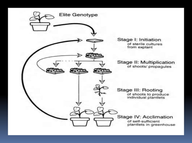 Adventitious Shoot Proliferation in Plant culture.pptx