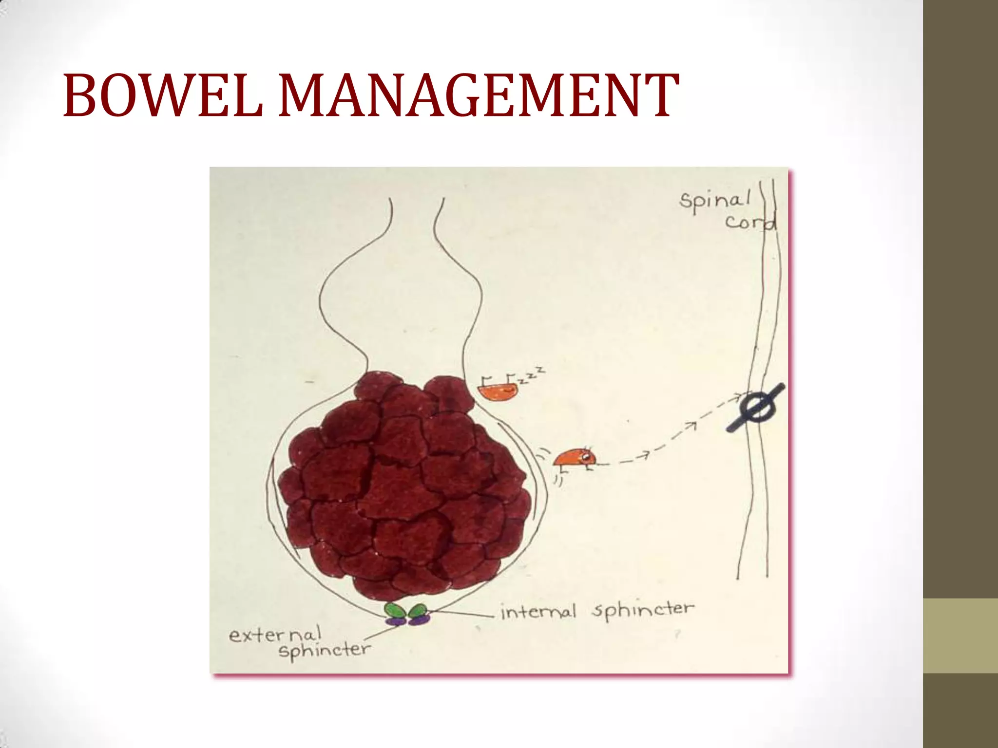 Advice for bowel continence for Spina Bifida in Children | PPTX