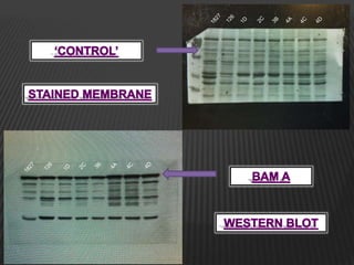Lab Presentation | PPT