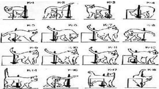 GUTHRIE’S CONTIGUOUS CONDITIONING | PPTX