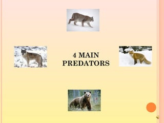 Predators of Norway | PPS