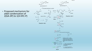 Methanofuran_Biosynthesis-Jones | PPT