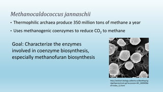 Methanofuran_Biosynthesis-Jones | PPT
