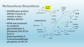 Methanofuran_Biosynthesis-Jones | PPT