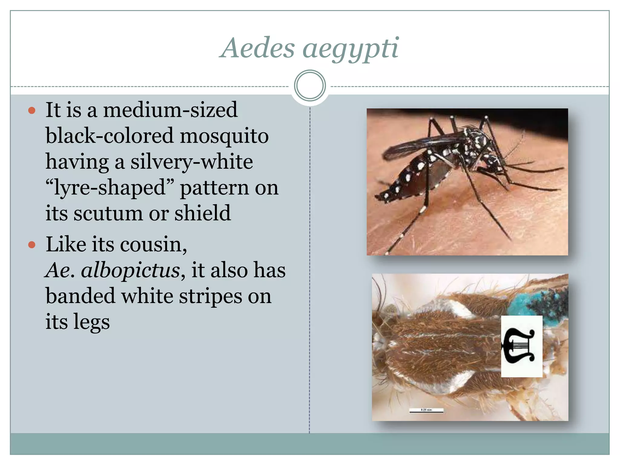 Aedes aegypti | PPTX